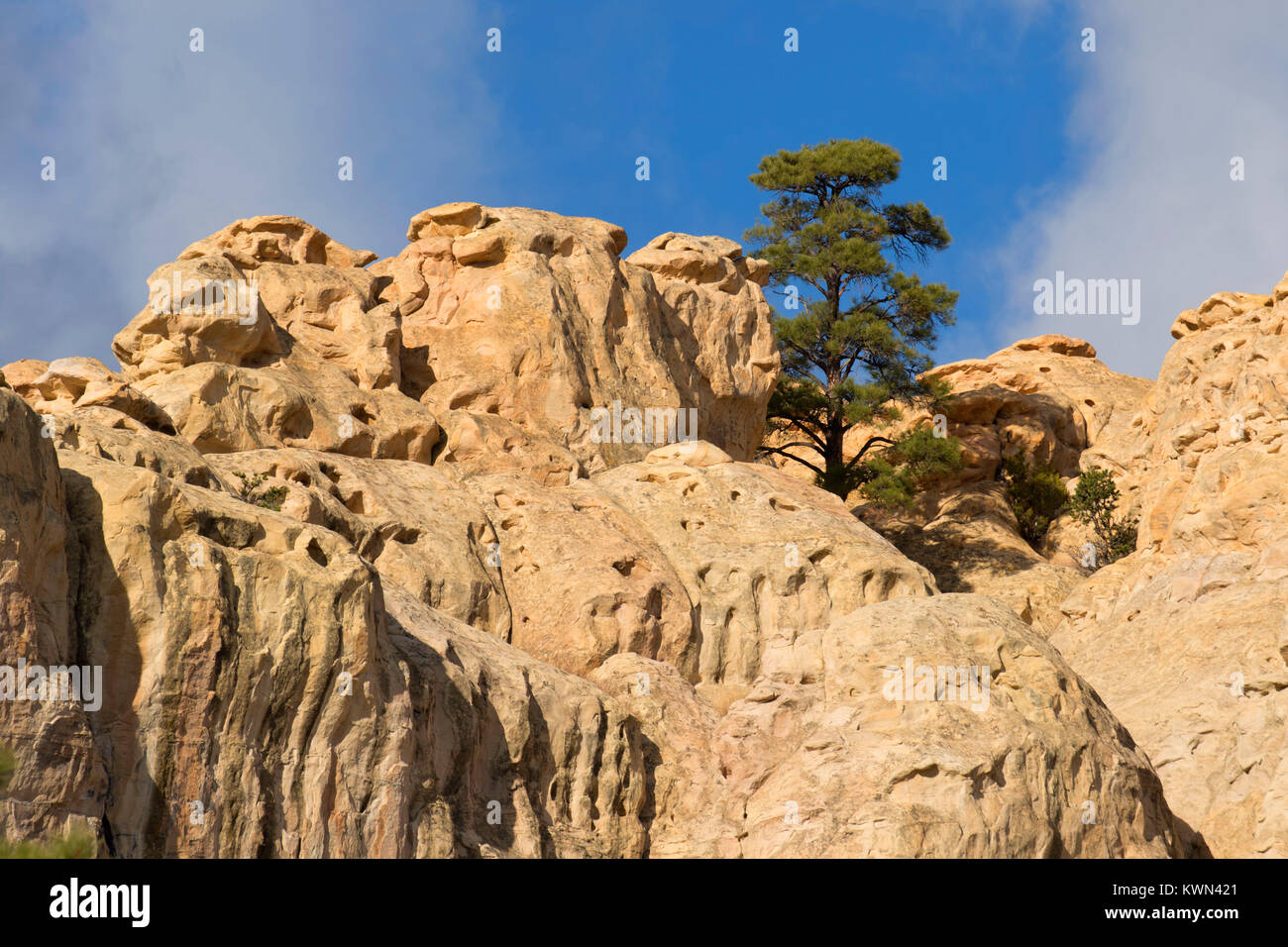 Inscription Rock with pine from Inscription Rock Trail, El Morro ...