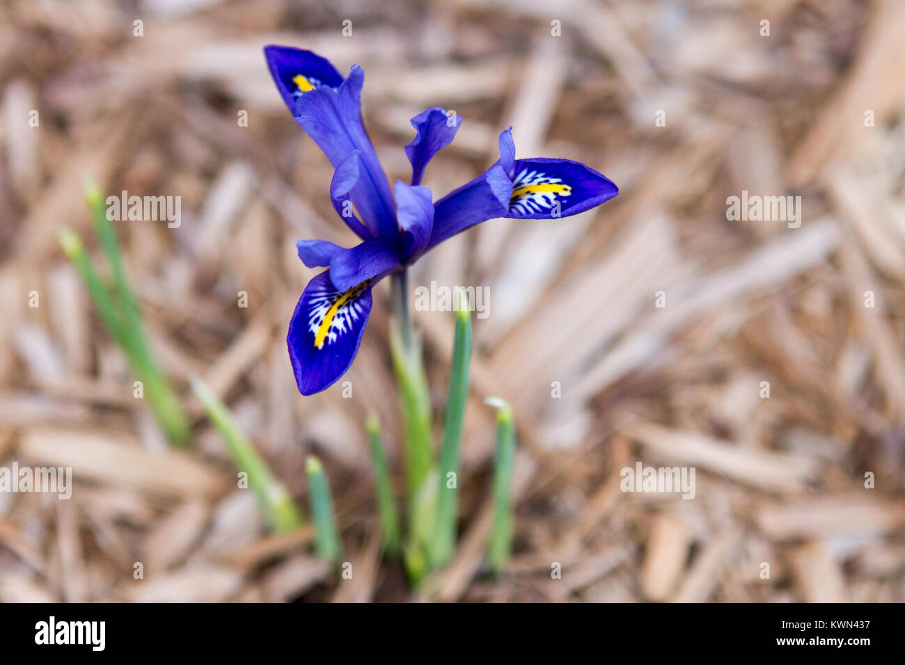 Spring dwarf iris in bloom Stock Photo - Alamy