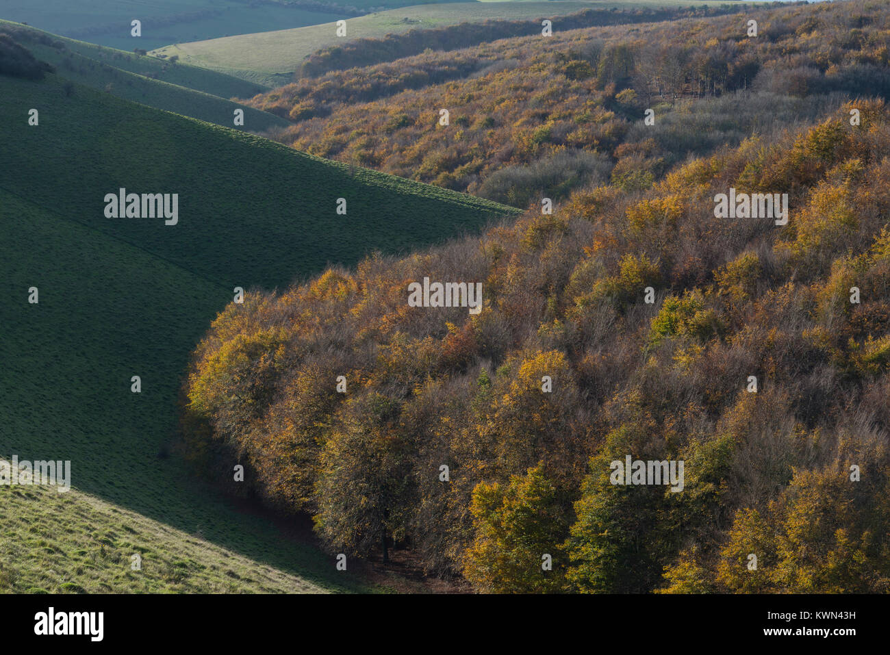 Melbury wood hi-res stock photography and images - Alamy
