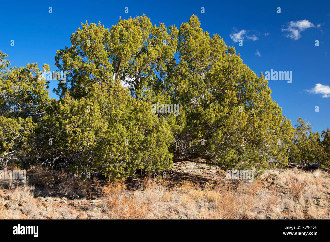 Monument conservation hi-res stock photography and images - Alamy