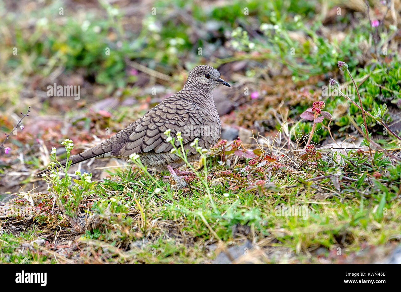 Mexican Columbine High Resolution Stock Photography and Images - Alamy