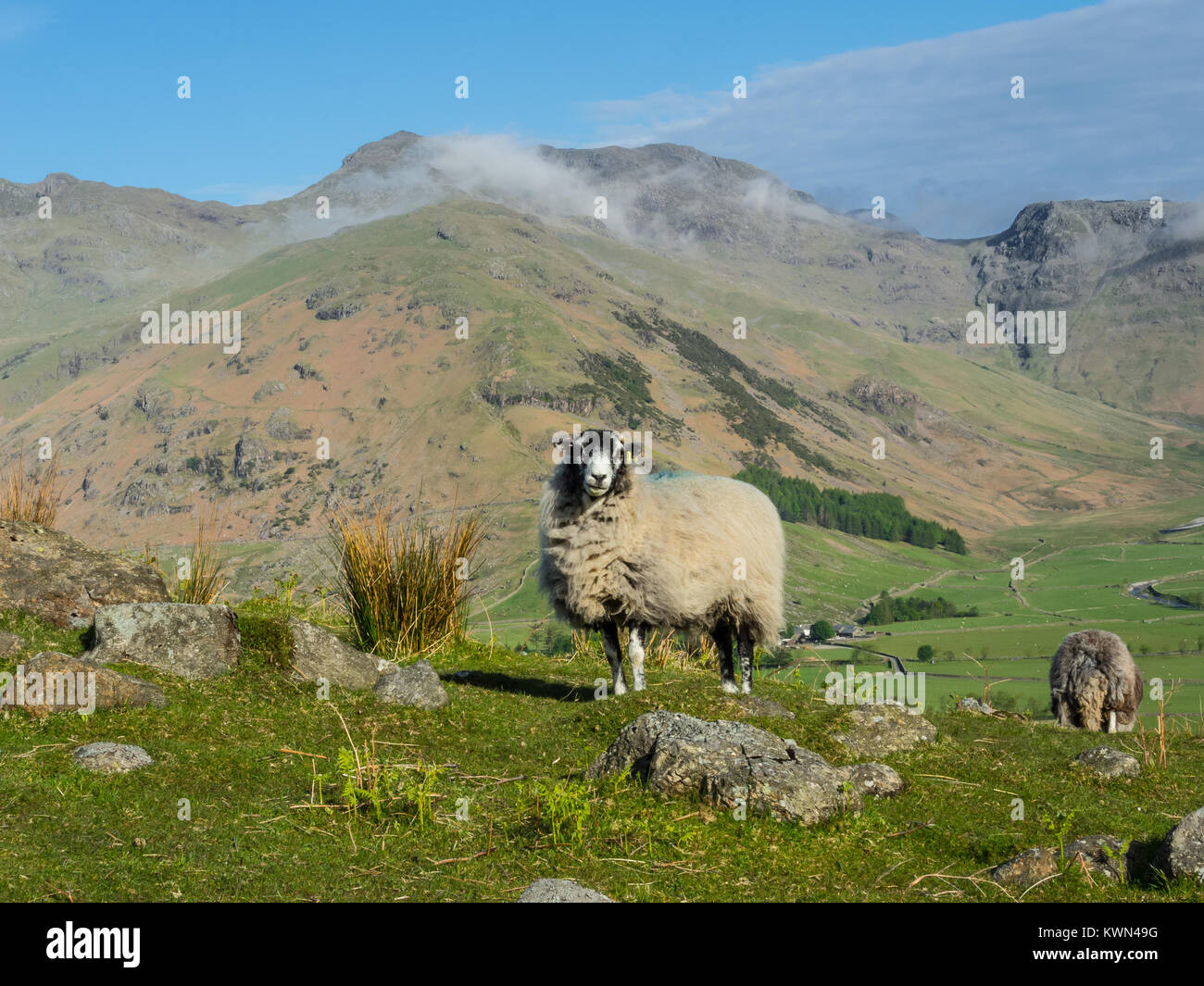 Sheep in Cumbria Stock Photo - Alamy