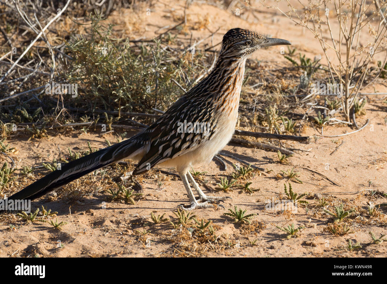 Roadrunner, Petroglyph National Monument, New Mexico Stock Photo - Alamy