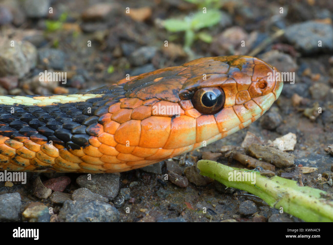 Garter snake along Rail Trail, Ankeny National Wildlife Refuge, Oregon ...