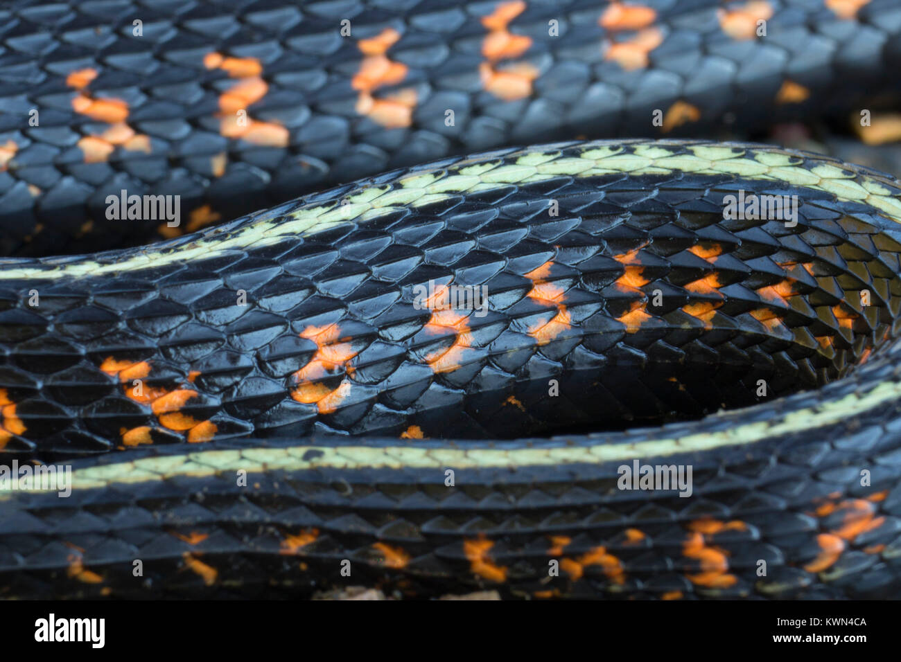 Snake rail hi-res stock photography and images - Alamy