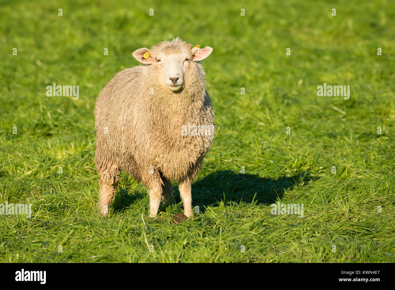 Sheep, Marion County, Oregon Stock Photo - Alamy