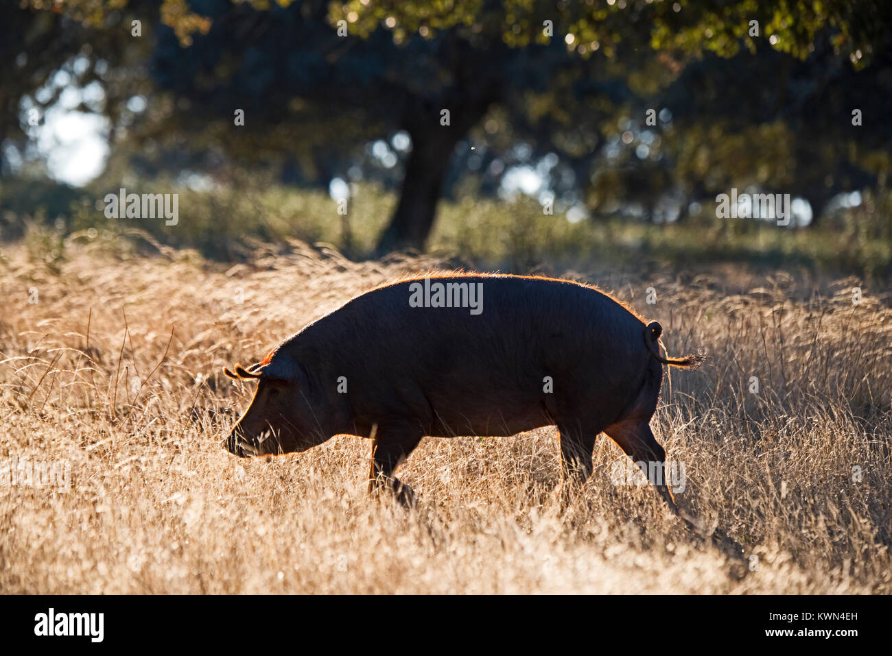 Black pigs in spain hi-res stock photography and images - Alamy
