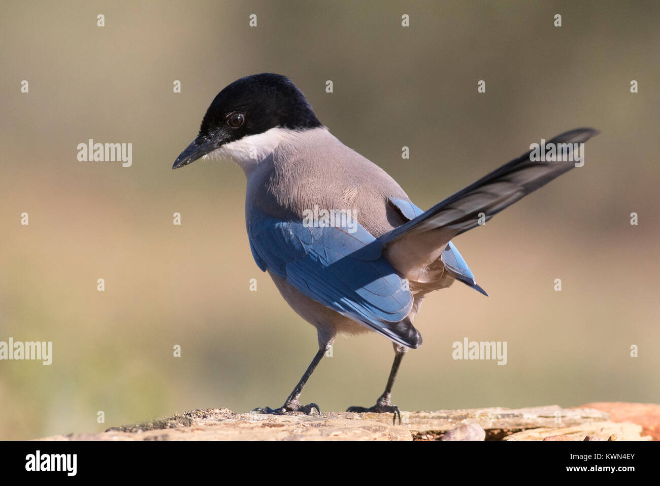 Iberian Magpie also known as Iberian azure-winged Magpie Cyanopica ...