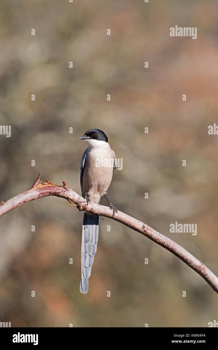 Iberian Magpie also known as Iberian azure-winged Magpie Cyanopica ...