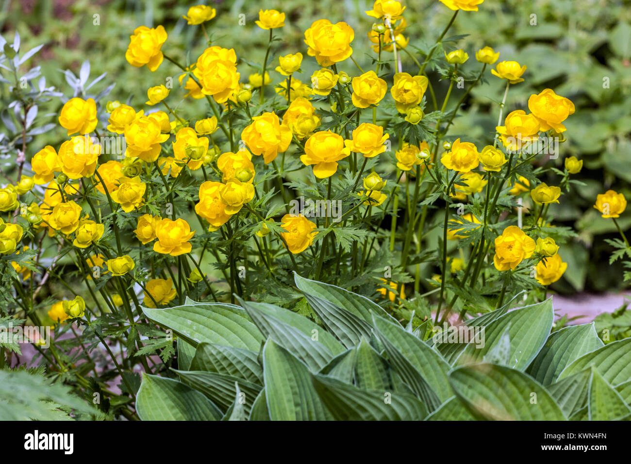 Spring flower border hi-res stock photography and images - Alamy