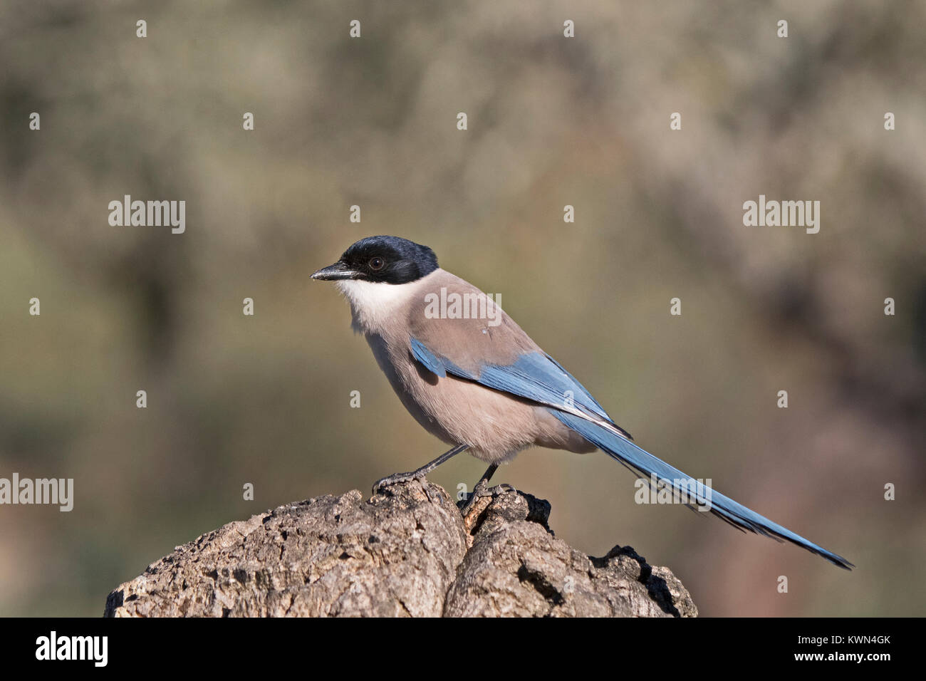 Iberian Magpie also known as Iberian azure-winged Magpie Cyanopica ...