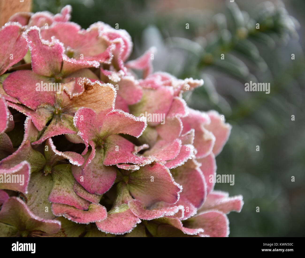 Hydrangea winter hi-res stock photography and images - Alamy