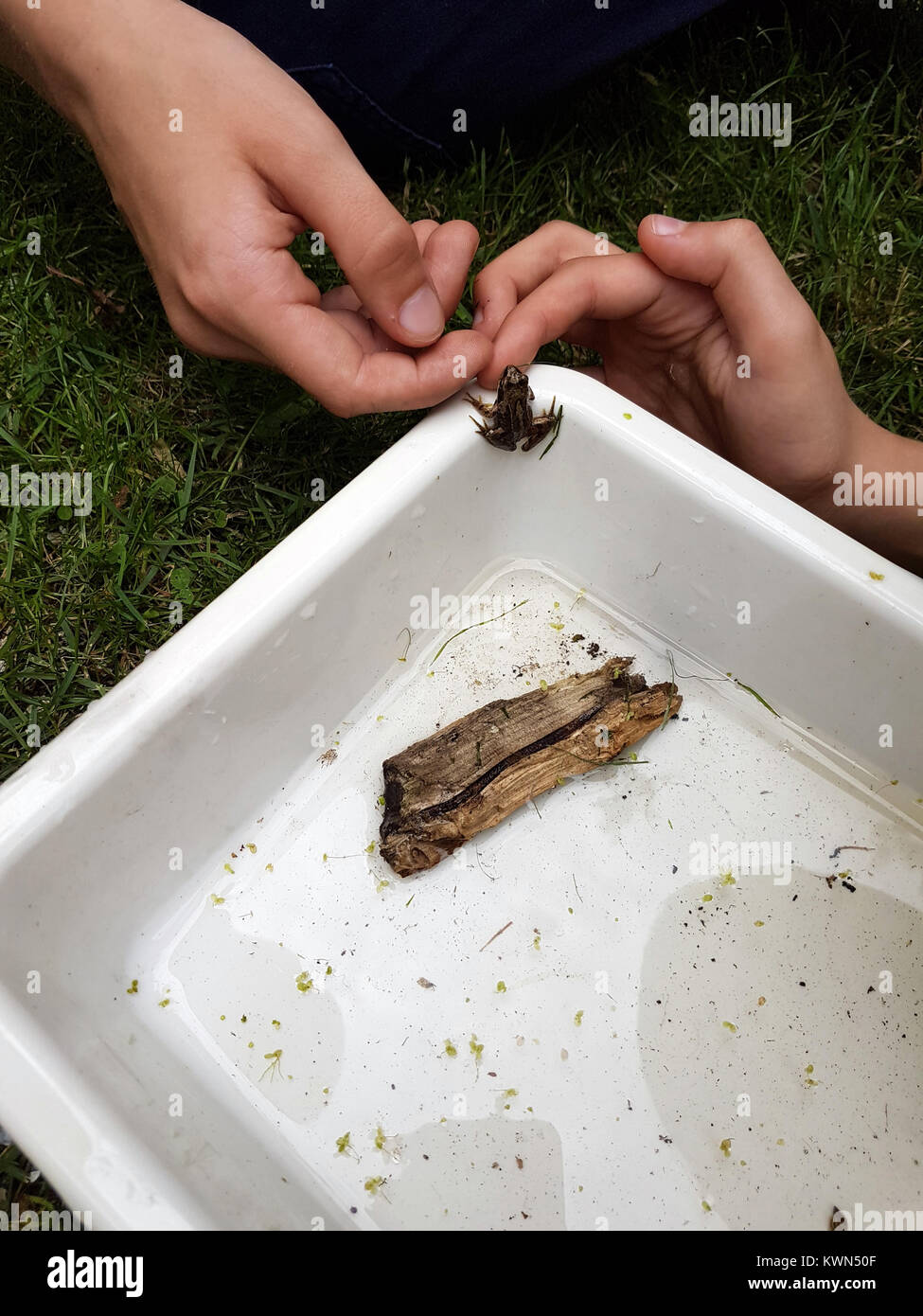 Kids studying a small frog Stock Photo - Alamy