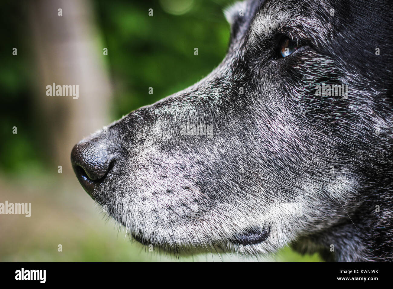 Muzzle of a gray sheepdog close-up Stock Photo - Alamy