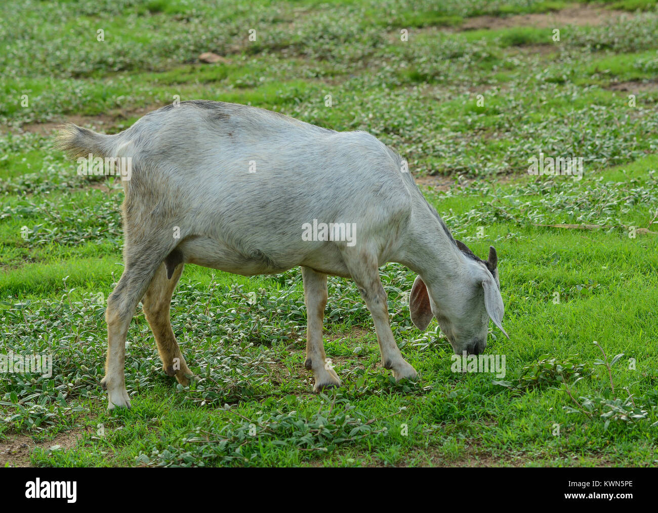 A goat eating grass at sunny day in New Delhi, India Stock Photo - Alamy
