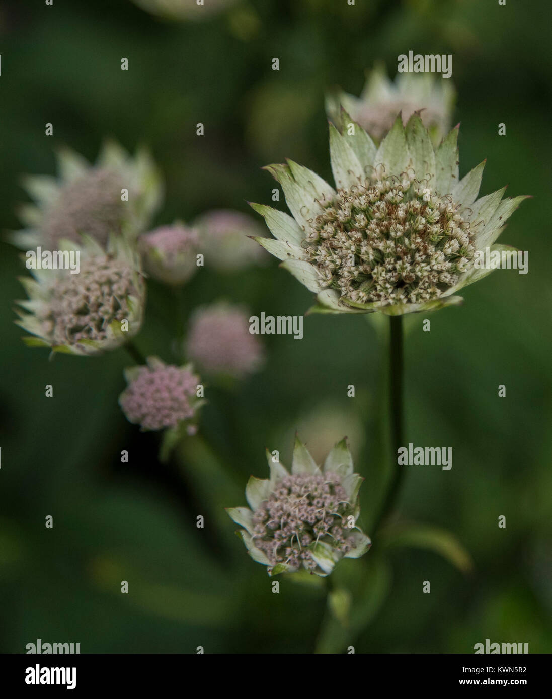 Greater masterwort astrantia major hi-res stock photography and images ...