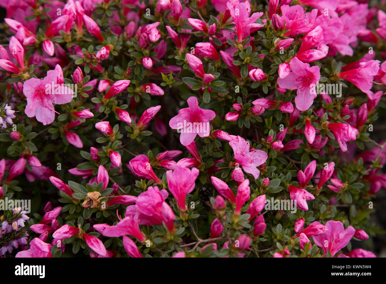 close up of a flowering azalea shrub Stock Photo - Alamy
