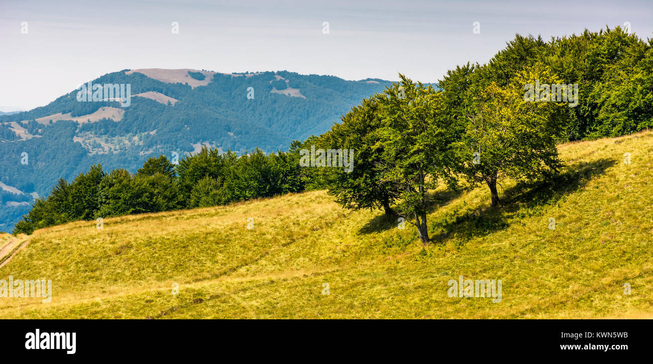 grassy hillside with trees on a bright day. beautiful summer scenery in ...