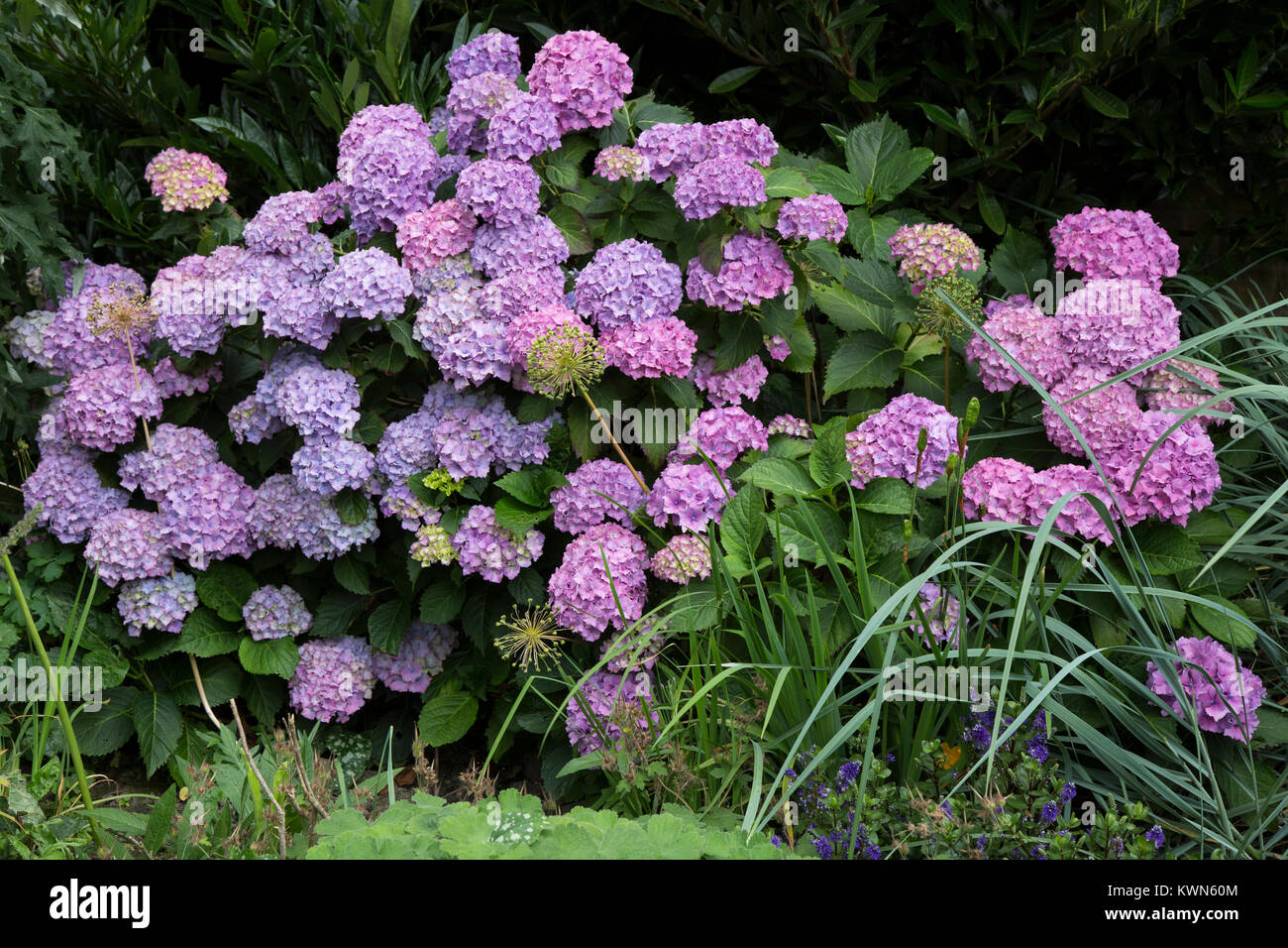Pom pom bush hi-res stock photography and images - Alamy
