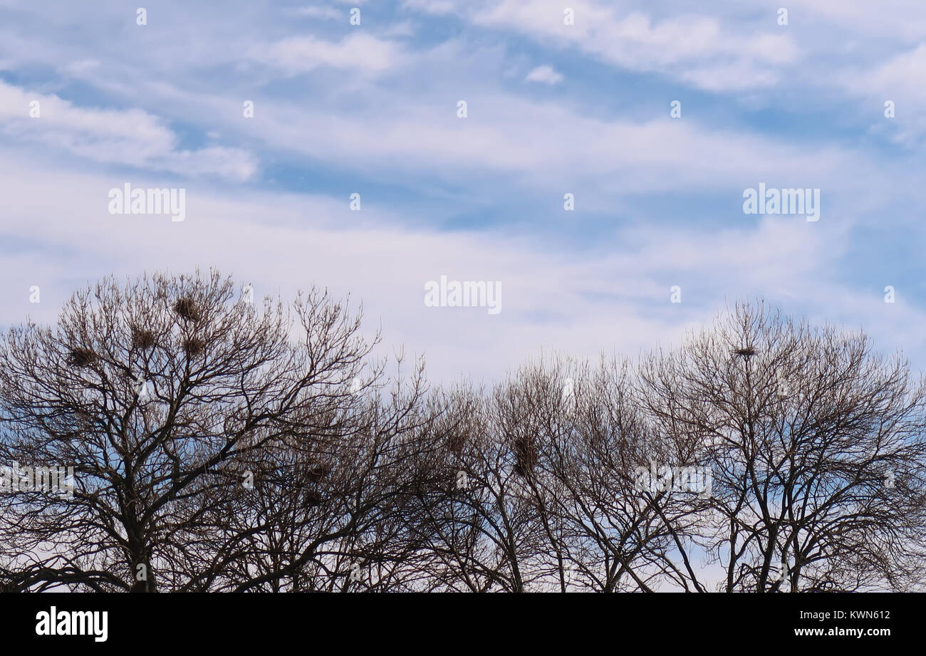 Branches and beautiful sky Stock Photo - Alamy
