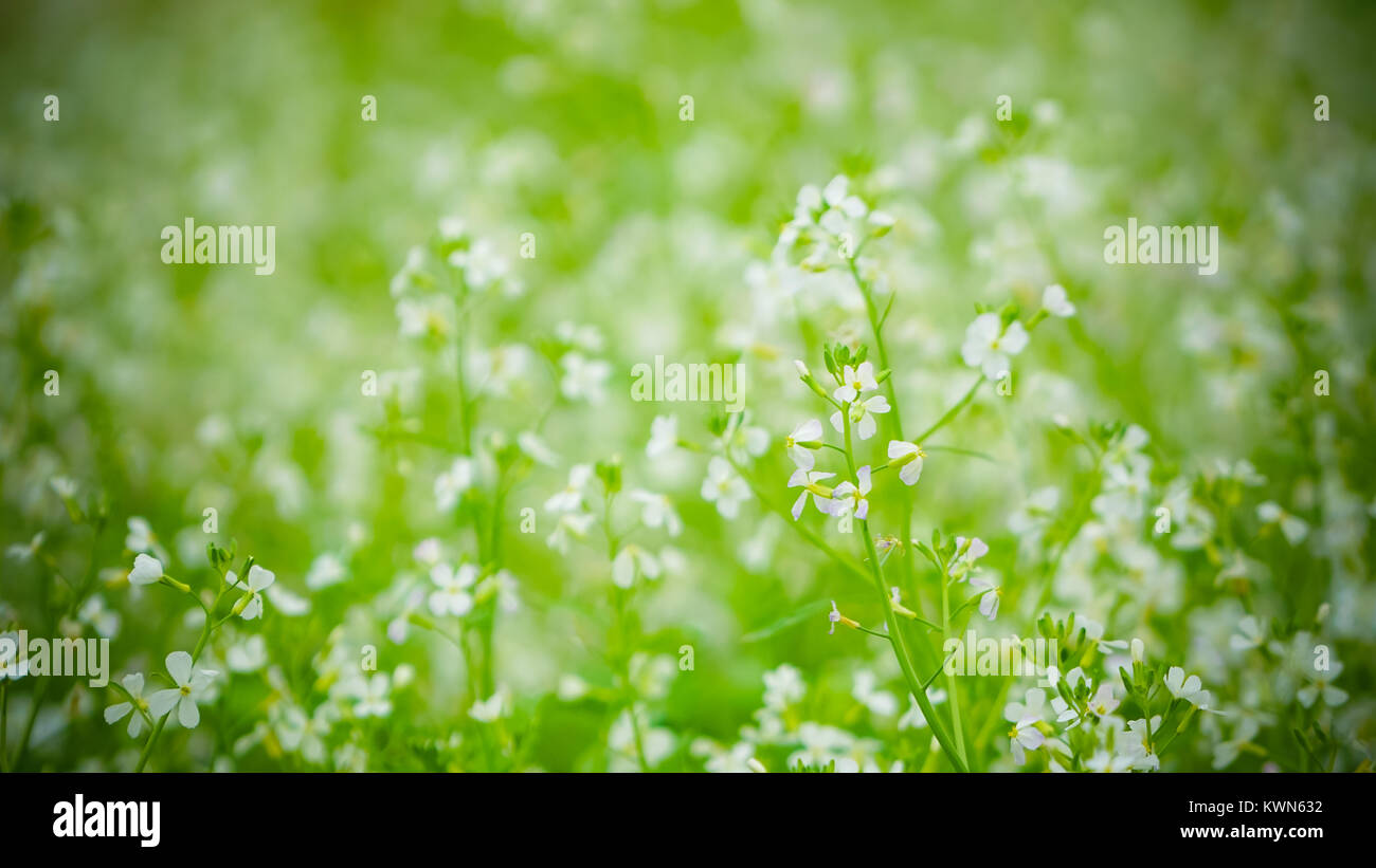 Beautiful rape flower Stock Photo - Alamy