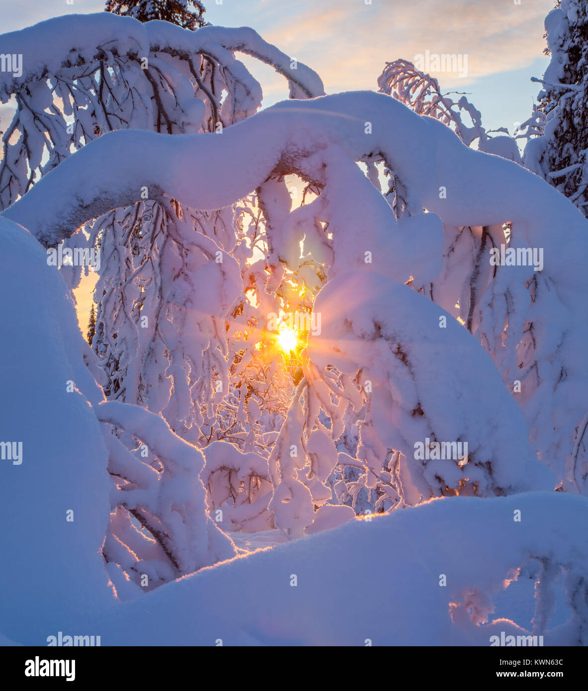 Sun rays through heavy snowy woodland Stock Photo - Alamy