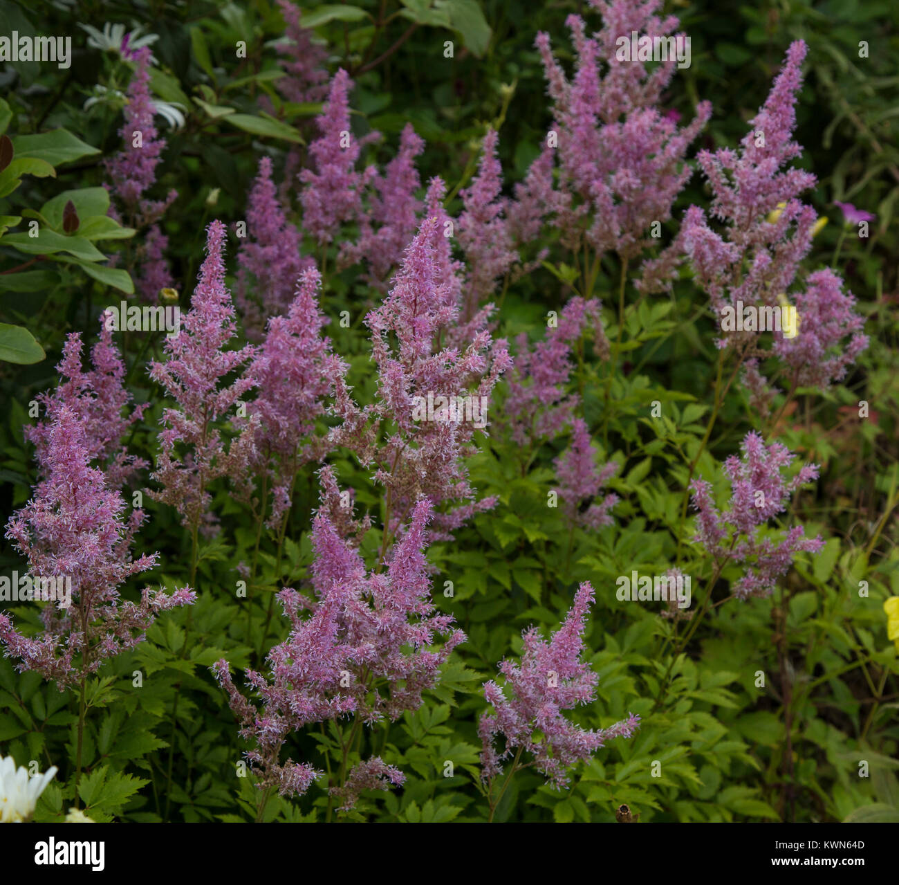 Chinese astilbe chinensis hi-res stock photography and images - Alamy