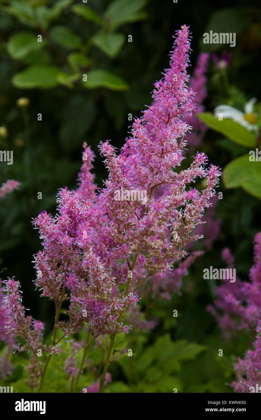 Purple astilbe flowers Stock Photo - Alamy