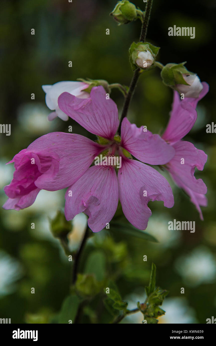 Common mallow flower Stock Photo - Alamy
