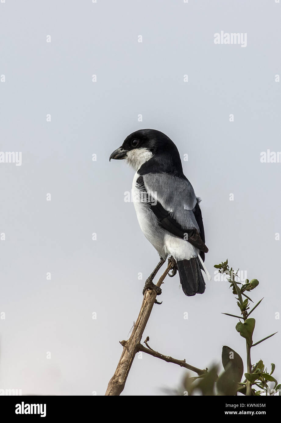 Taita hi-res stock photography and images - Alamy