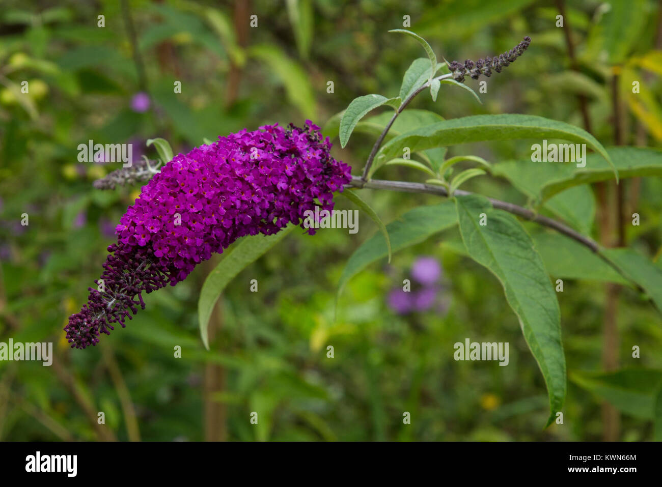 The purple flower of a buddleia Stock Photo - Alamy