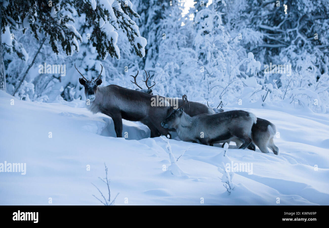 Snow reindeer hi-res stock photography and images - Alamy