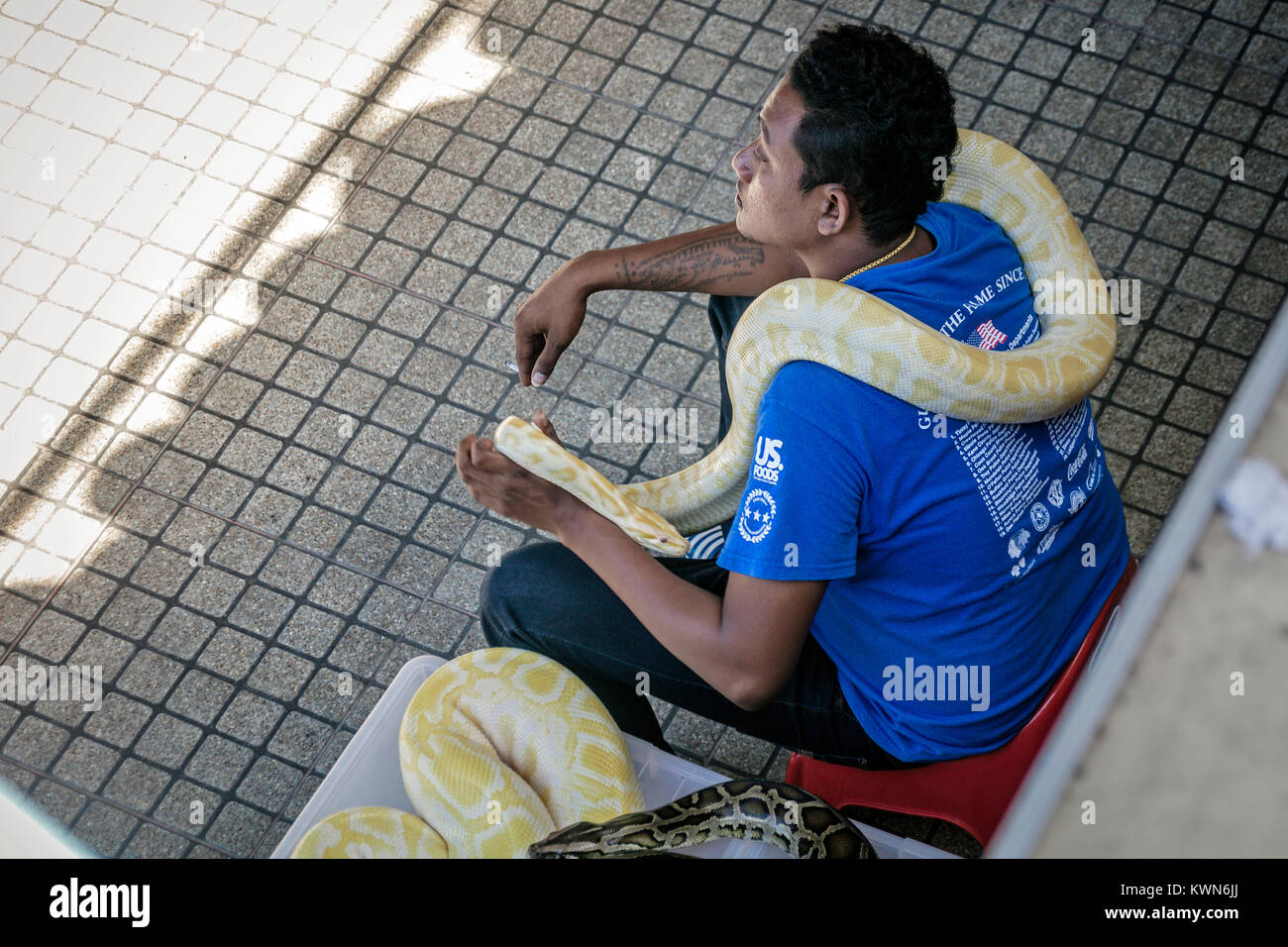 Snakes of thailand hi-res stock photography and images - Alamy