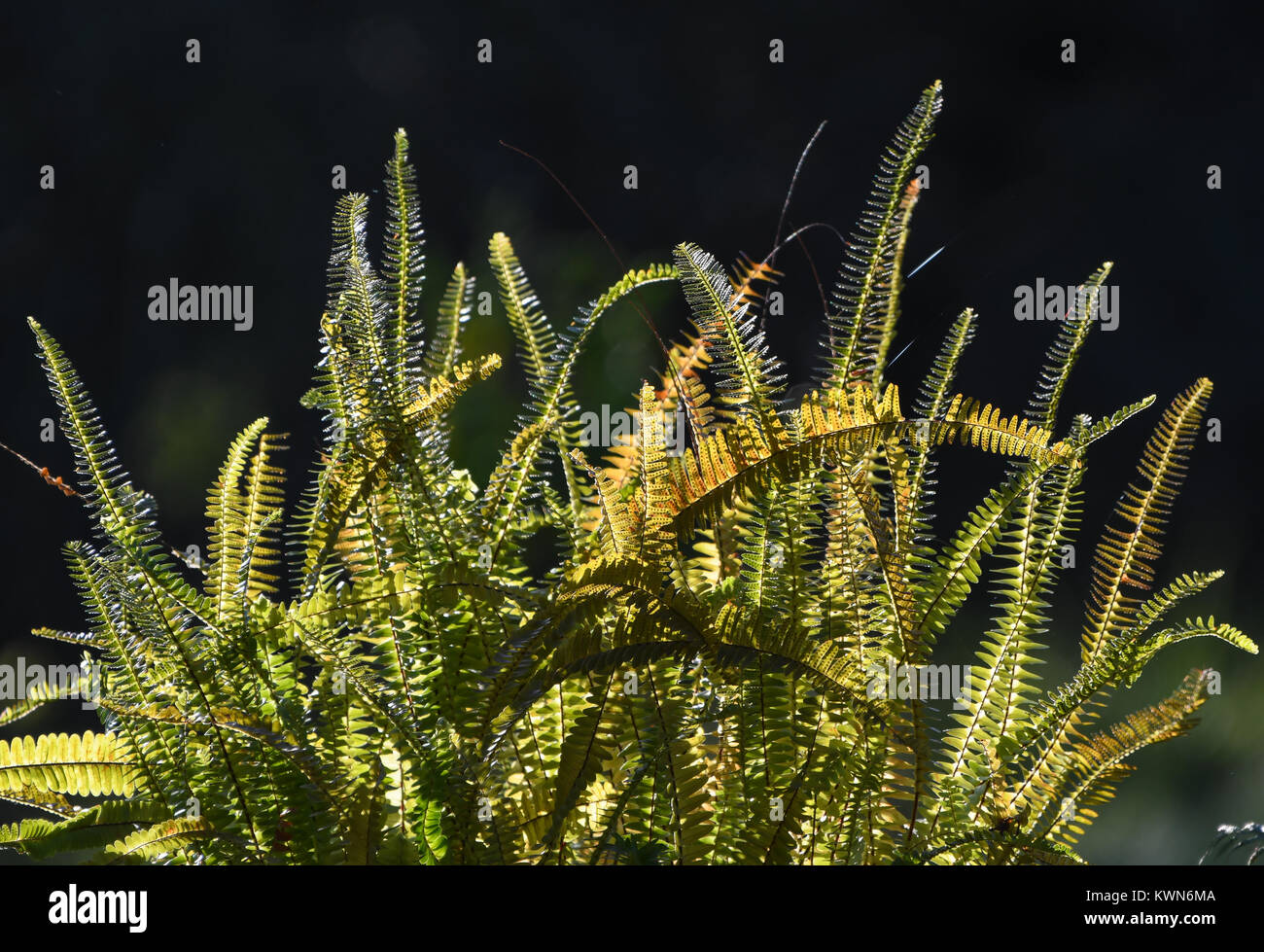 Potted ferns hi-res stock photography and images - Alamy