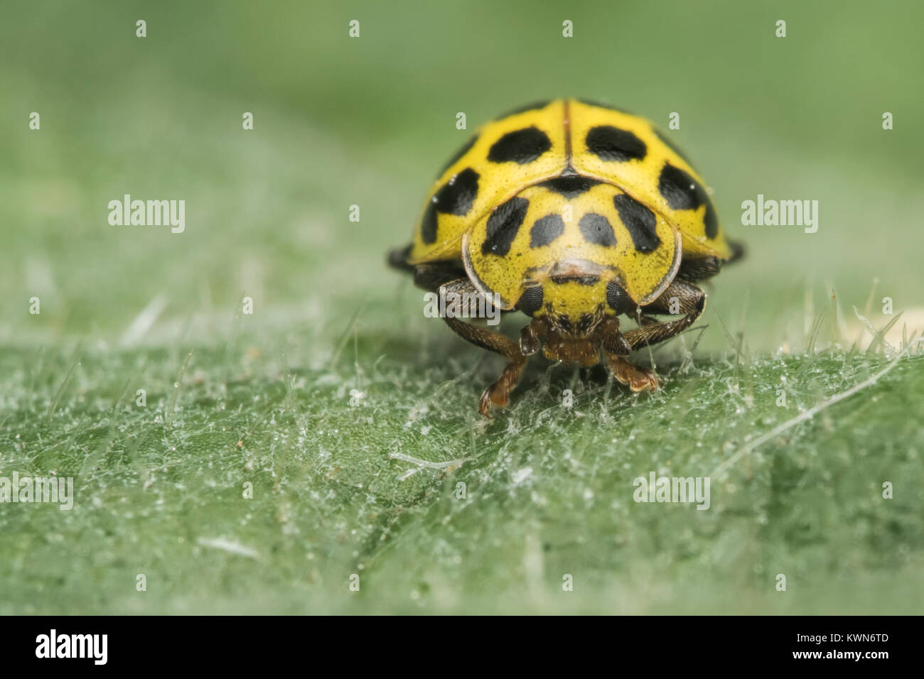 22-spot Ladybird (Psyllobora 22-punctata) head on photo of specimen on ...