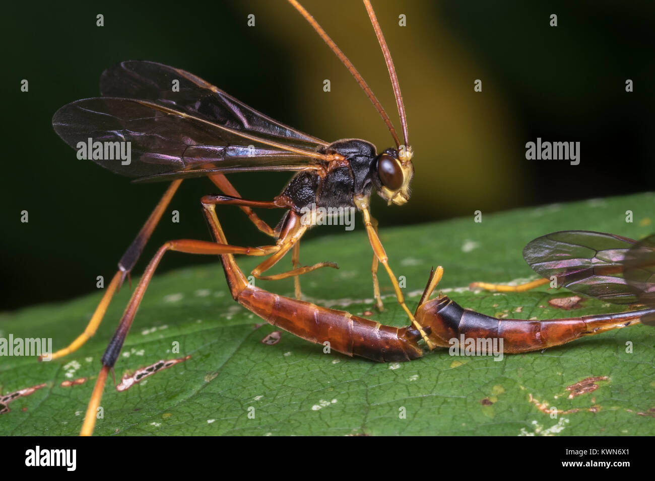 Close up photo of mating Ichneumonid Wasps (Aphanistes ruficornis ...