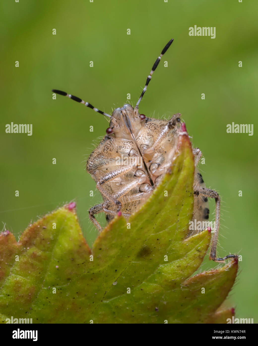 Hairy shieldbug antennae hi-res stock photography and images - Alamy