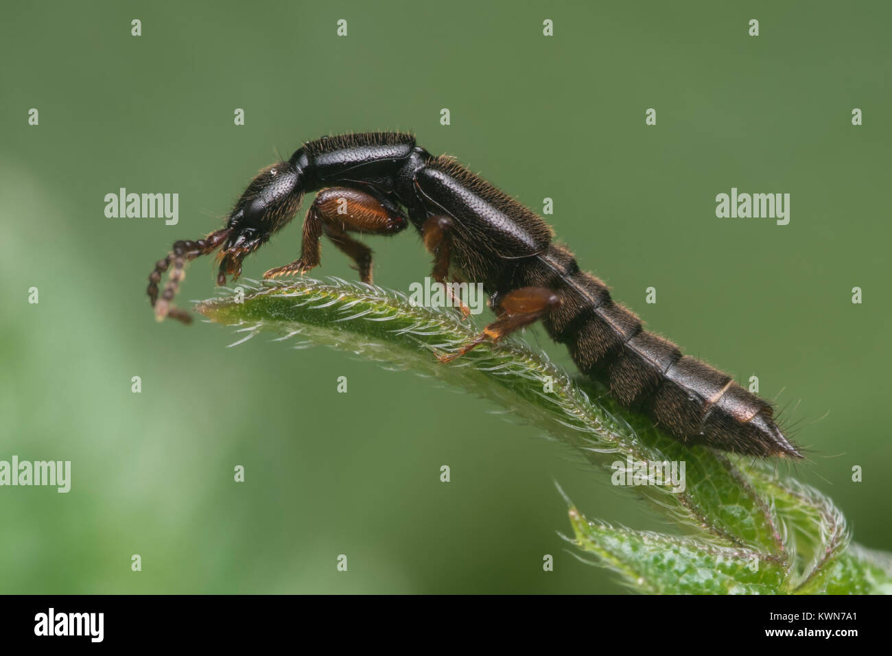 Rove Beetle in the family Staphylinidae, resting on the top of a nettle ...