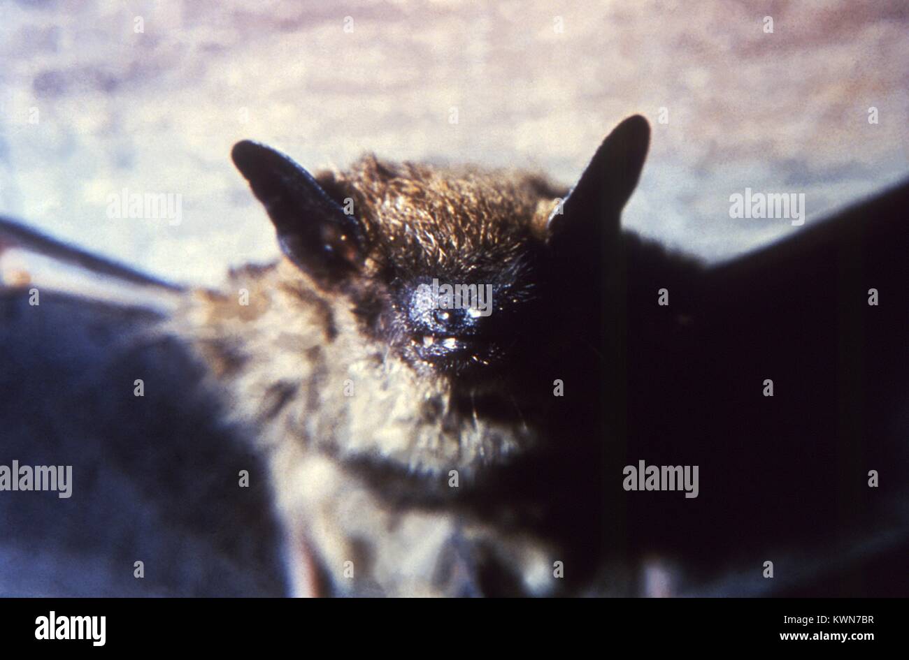 Little brown bat myotis lucifugus hi-res stock photography and images ...
