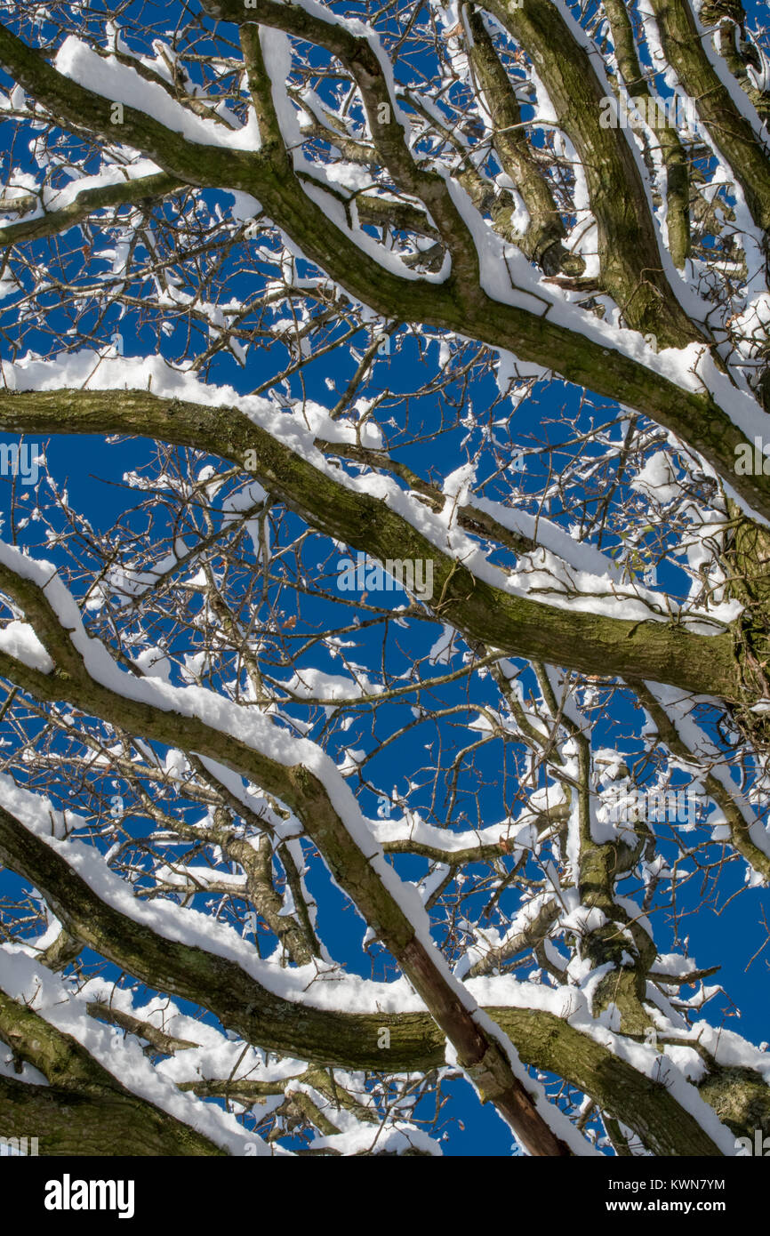 Looking up through snow covered branches of an English oak tree Stock ...