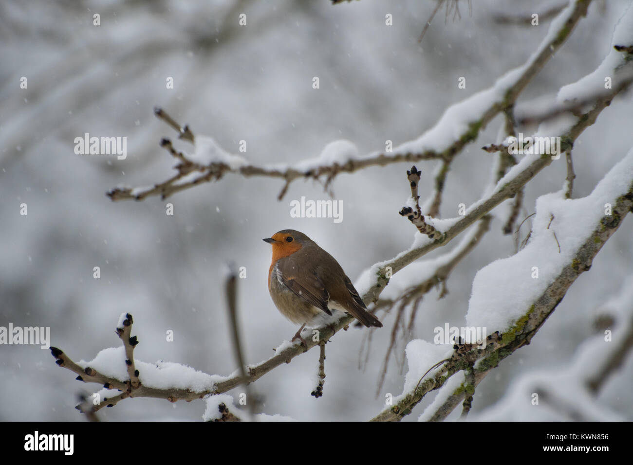 Christmas robin tree hi-res stock photography and images - Alamy