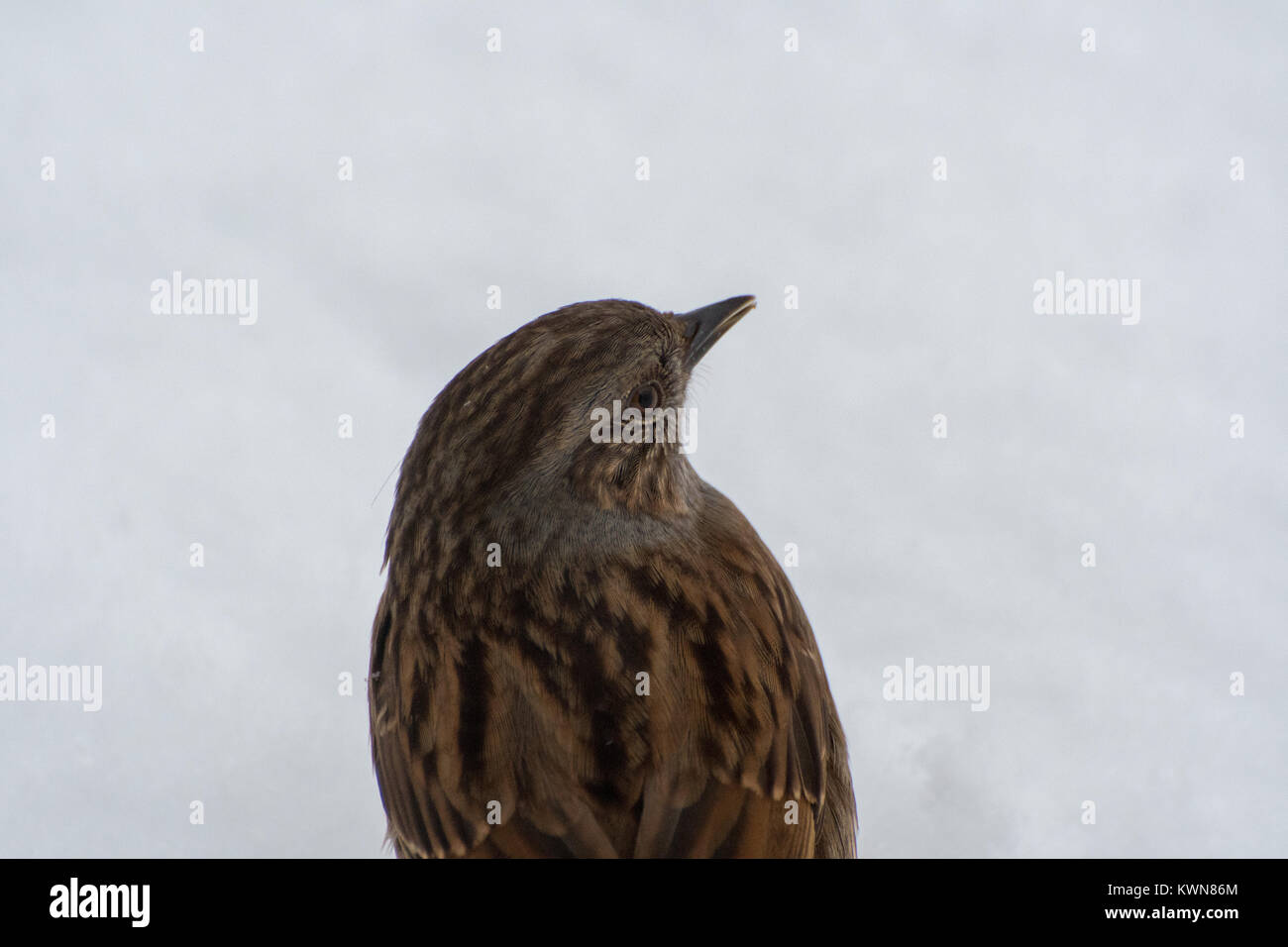 Dunnock rear view hi-res stock photography and images - Alamy