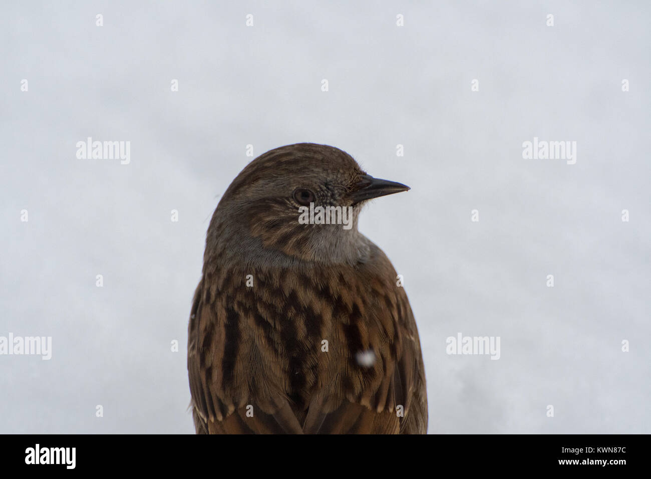 Dunnock rear view hi-res stock photography and images - Alamy