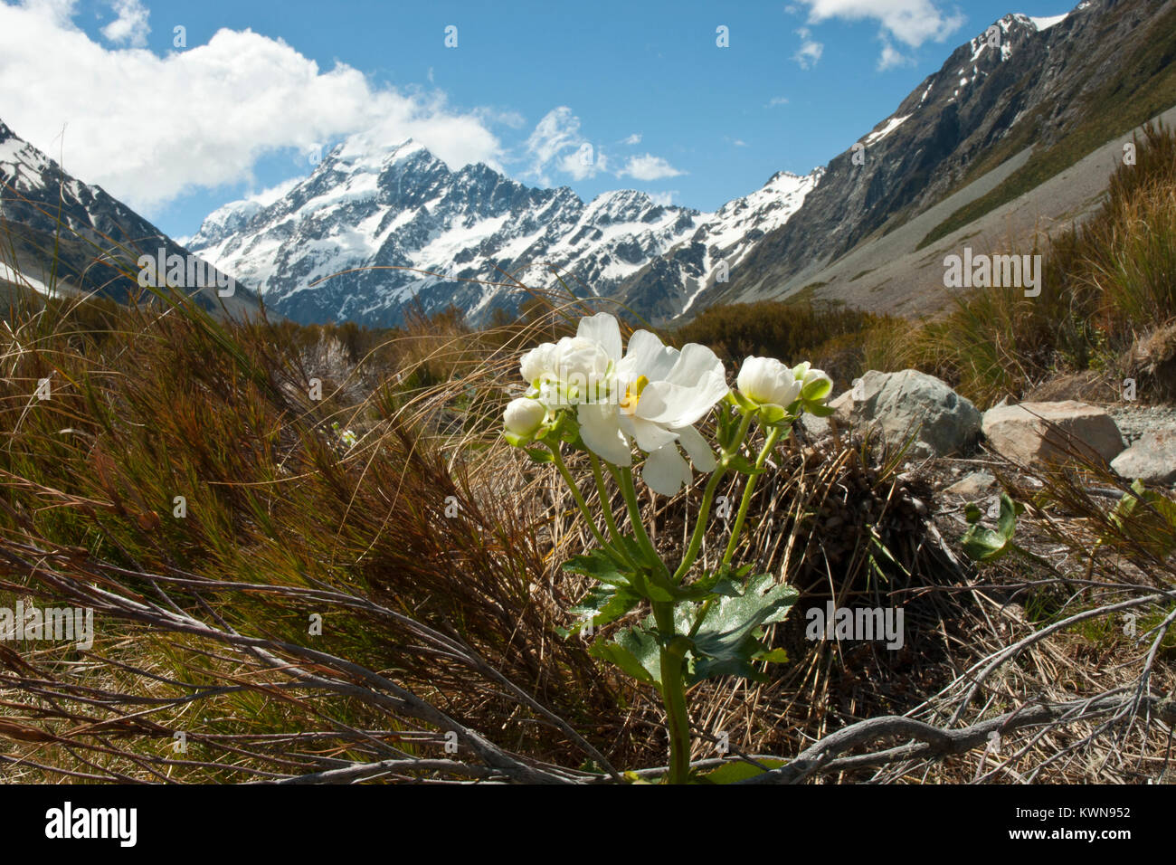 Iconic Mount Cook/Aoraki, snow capped, with Mount Cook buttercup ...