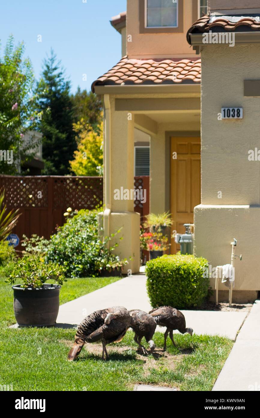 2000s suburban home hi-res stock photography and images - Alamy