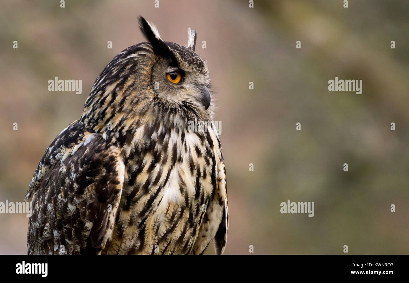 European Eagle Owl Stock Photo - Alamy