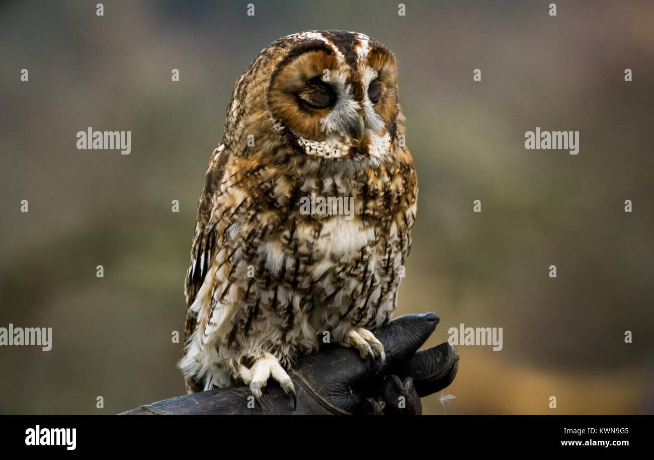 Owl eyes sleepy hi-res stock photography and images - Alamy