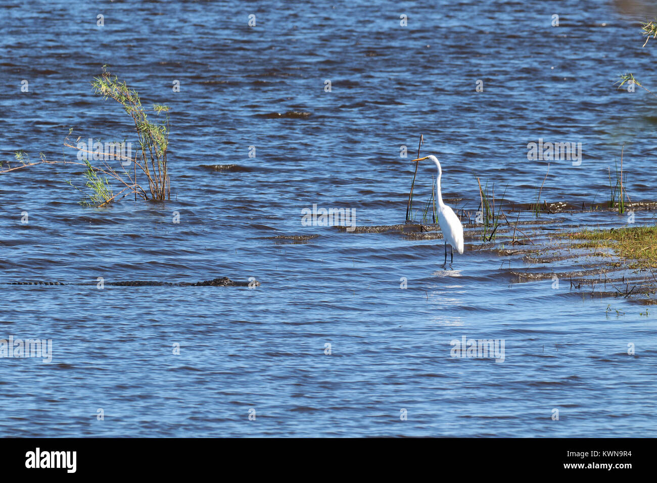 Alligator Stalking Prey High Resolution Stock Photography and Images ...