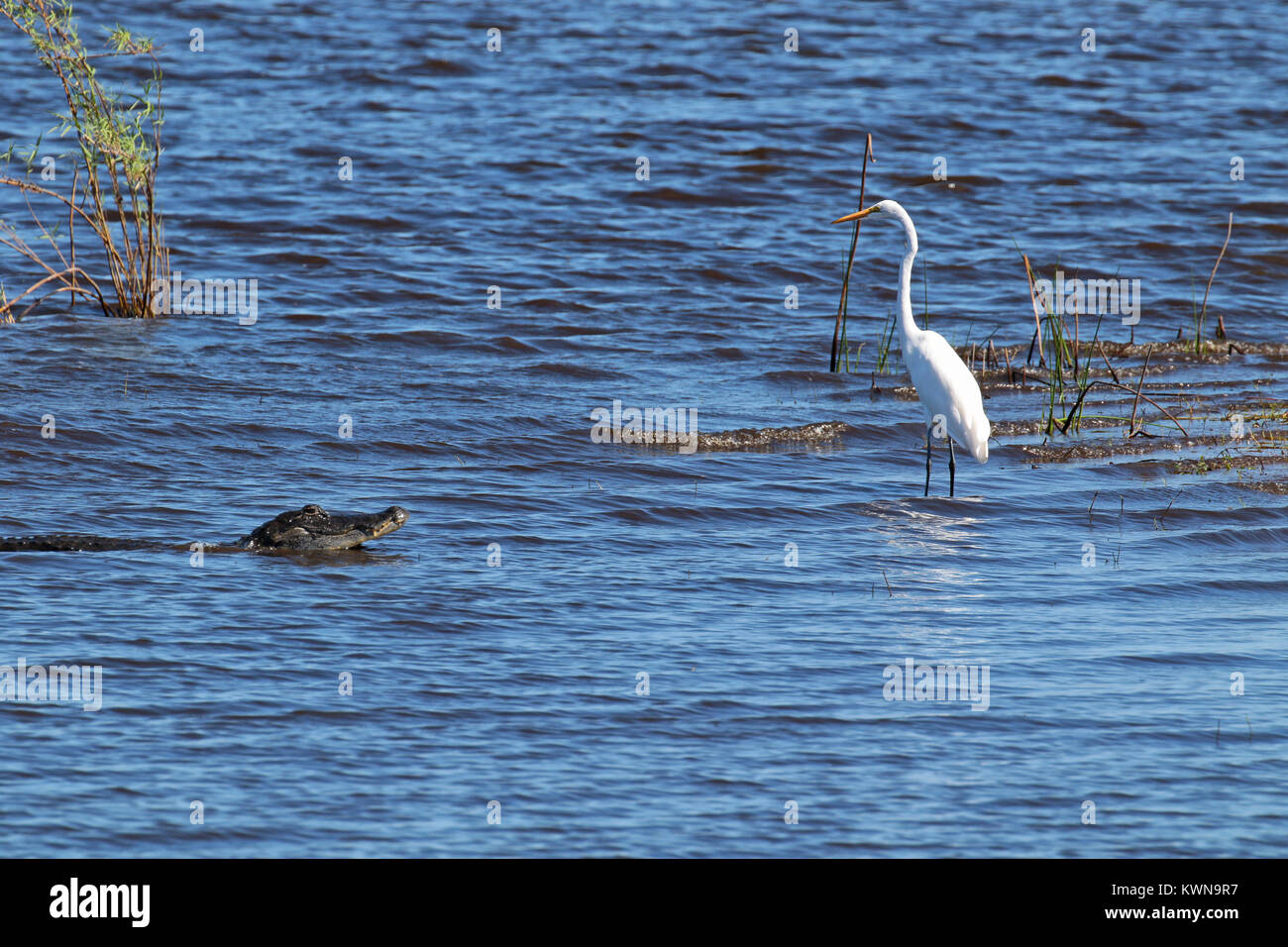Alligator stalking prey hi-res stock photography and images - Alamy