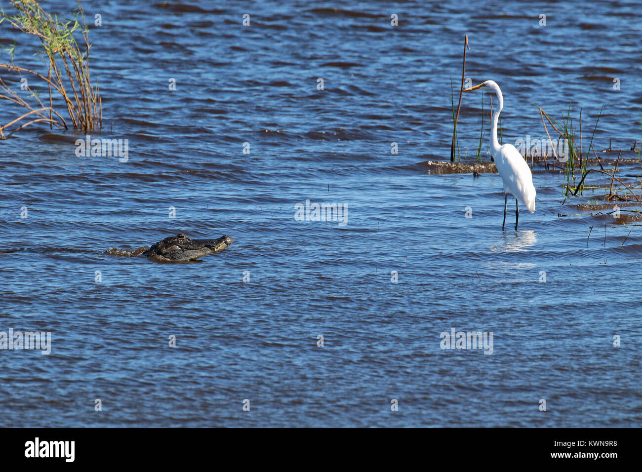 Alligator Stalking Prey High Resolution Stock Photography and Images ...
